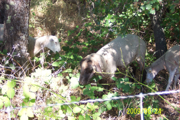 Photo Gallery – SInclair Family Farm